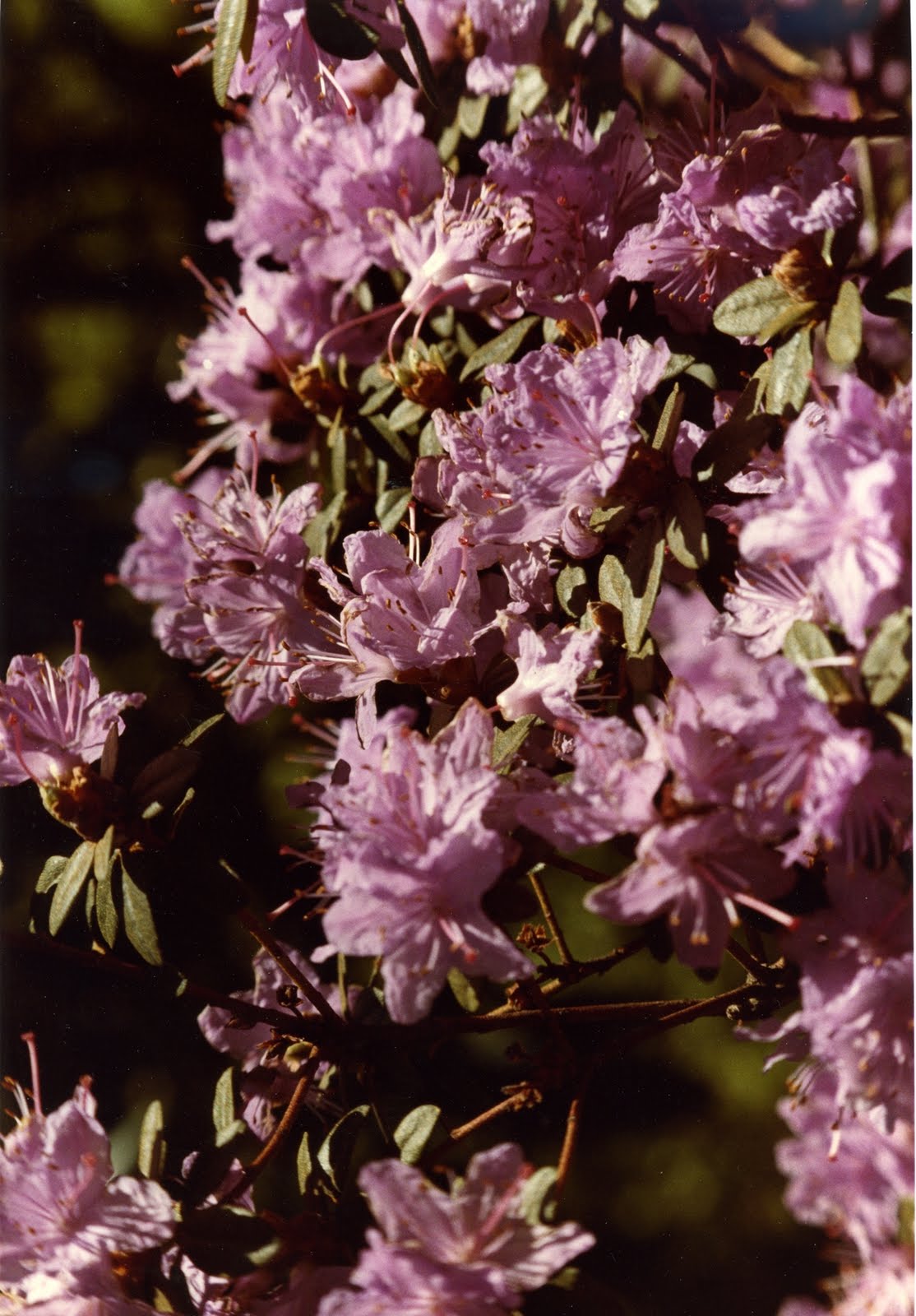 Mother of Israel's Eternal Images: Ruff Lily Tree, Still Life